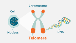 What’s a Telomere and What’s It Got to Do With Aging?
