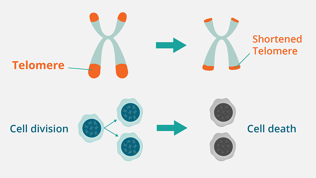 What’s a Telomere and What’s It Got to Do With Aging?