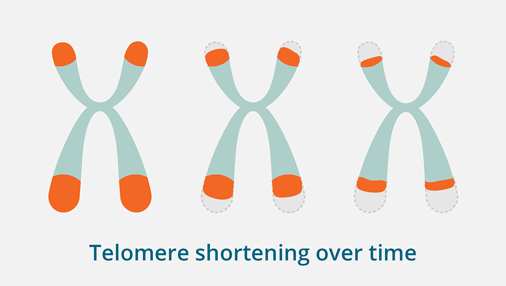 What’s a Telomere and What’s It Got to Do With Aging?