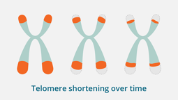 What’s a Telomere and What’s It Got to Do With Aging?