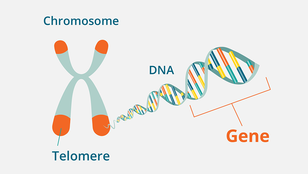 What’s a Telomere and What’s It Got to Do With Aging?