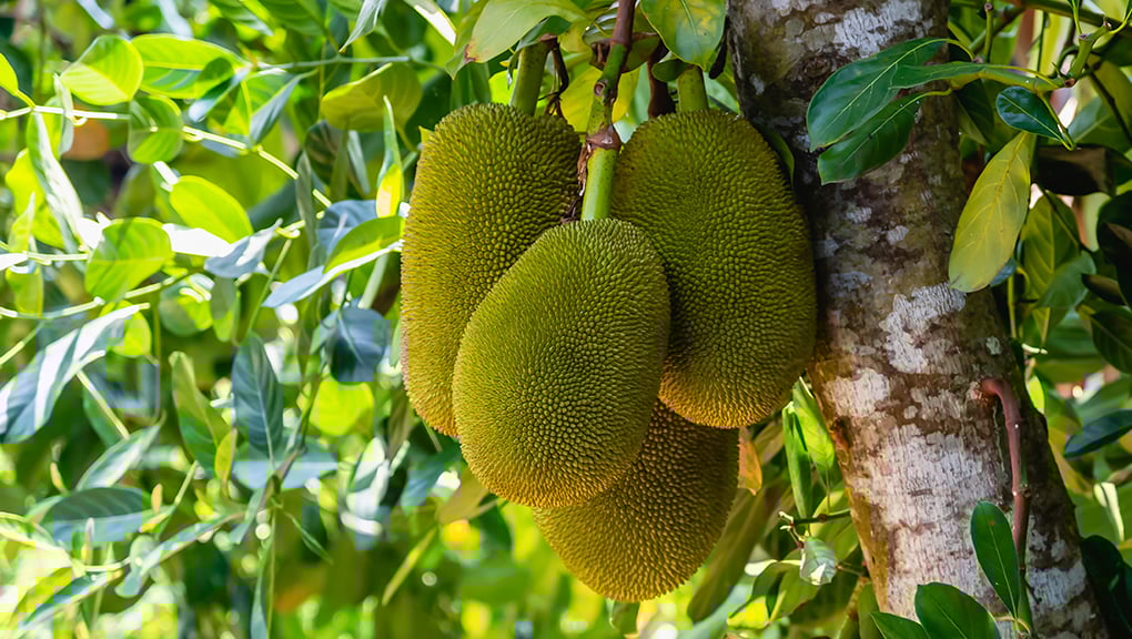 Jackfruit: The Popular Meat Substitute That’s Good for You, Too