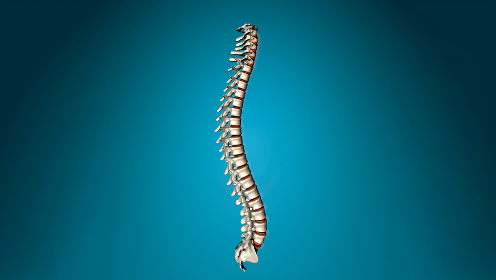 9 Helpful Exercise Videos for a Strong and Stable Back